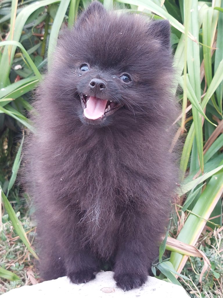 Chiot à vendre Mayenne - Galzin Edwige